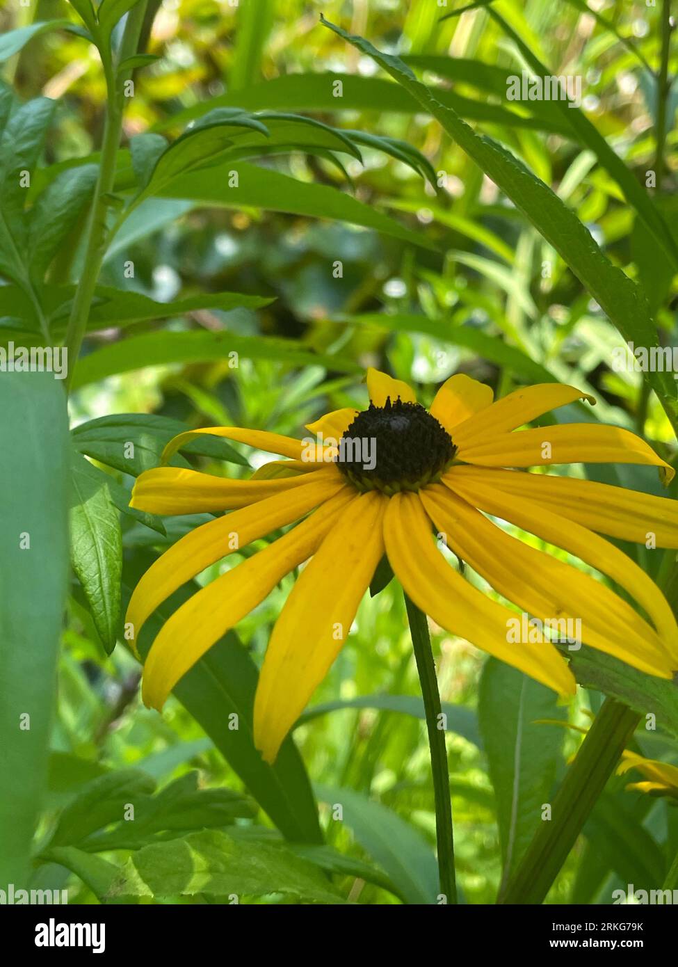 Close-up of a Black-Eyed Susan flower with vibrant yellow petals and an ...