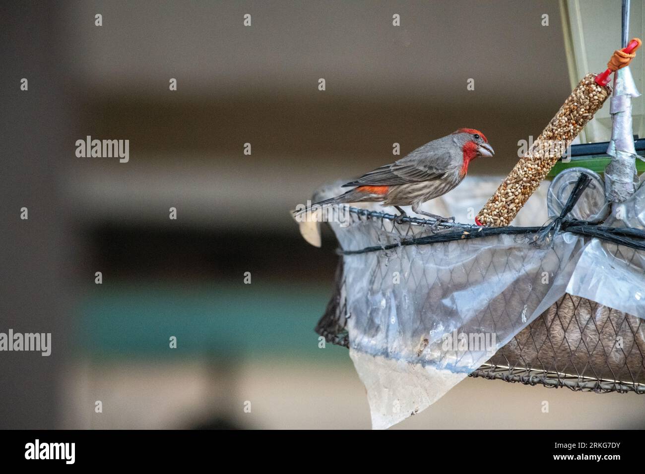 Read bird feeder hi-res stock photography and images - Alamy