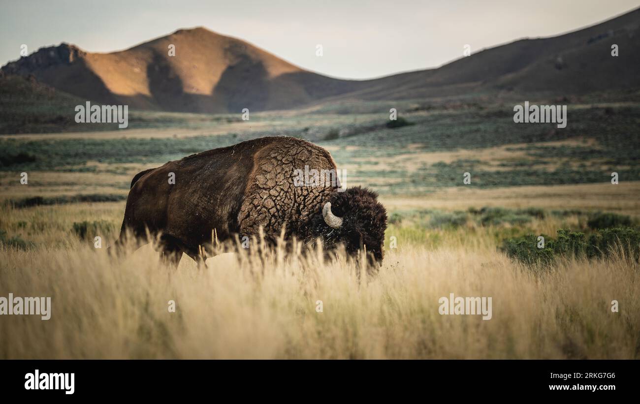 A closeup of a majestic bison standing in a vast grassy landscape Salt ...