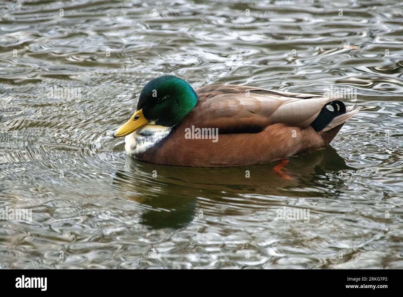 Duck floating on water white hi-res stock photography and images - Alamy