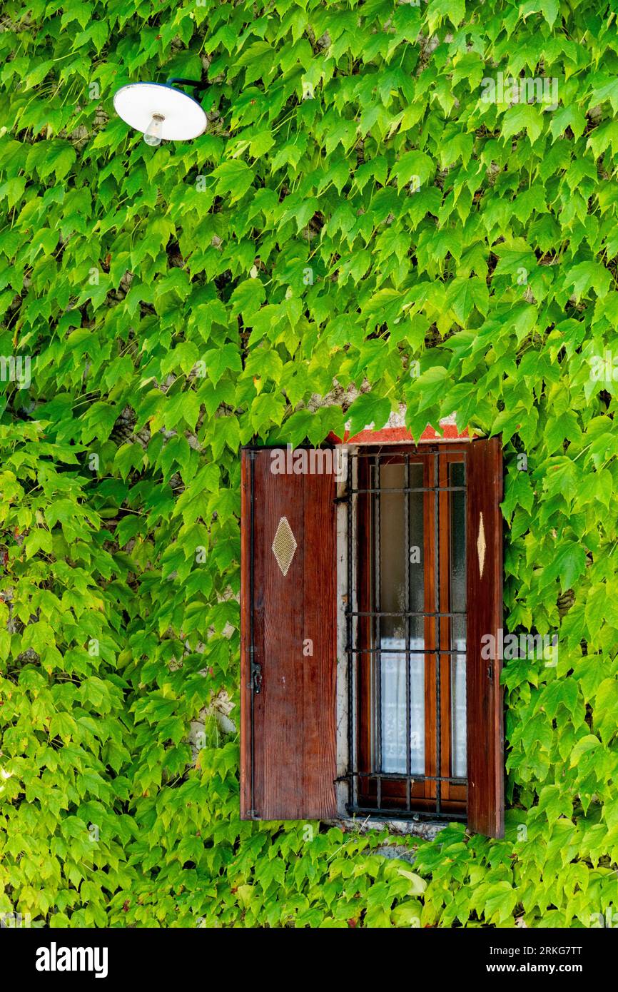 A traditional window frame made of wood in a house, with lush green ...