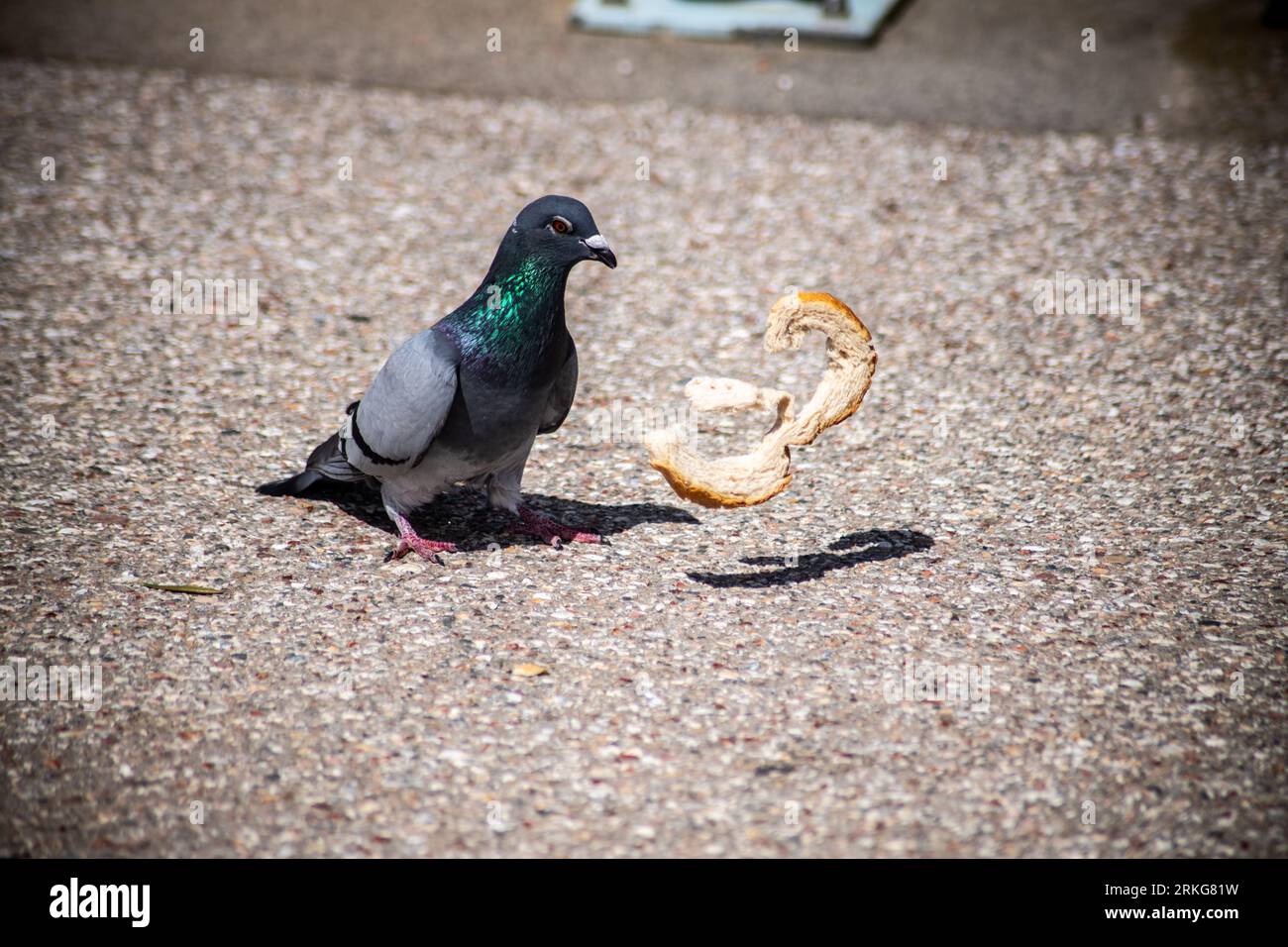 Dove at beach boulevard hi-res stock photography and images - Alamy
