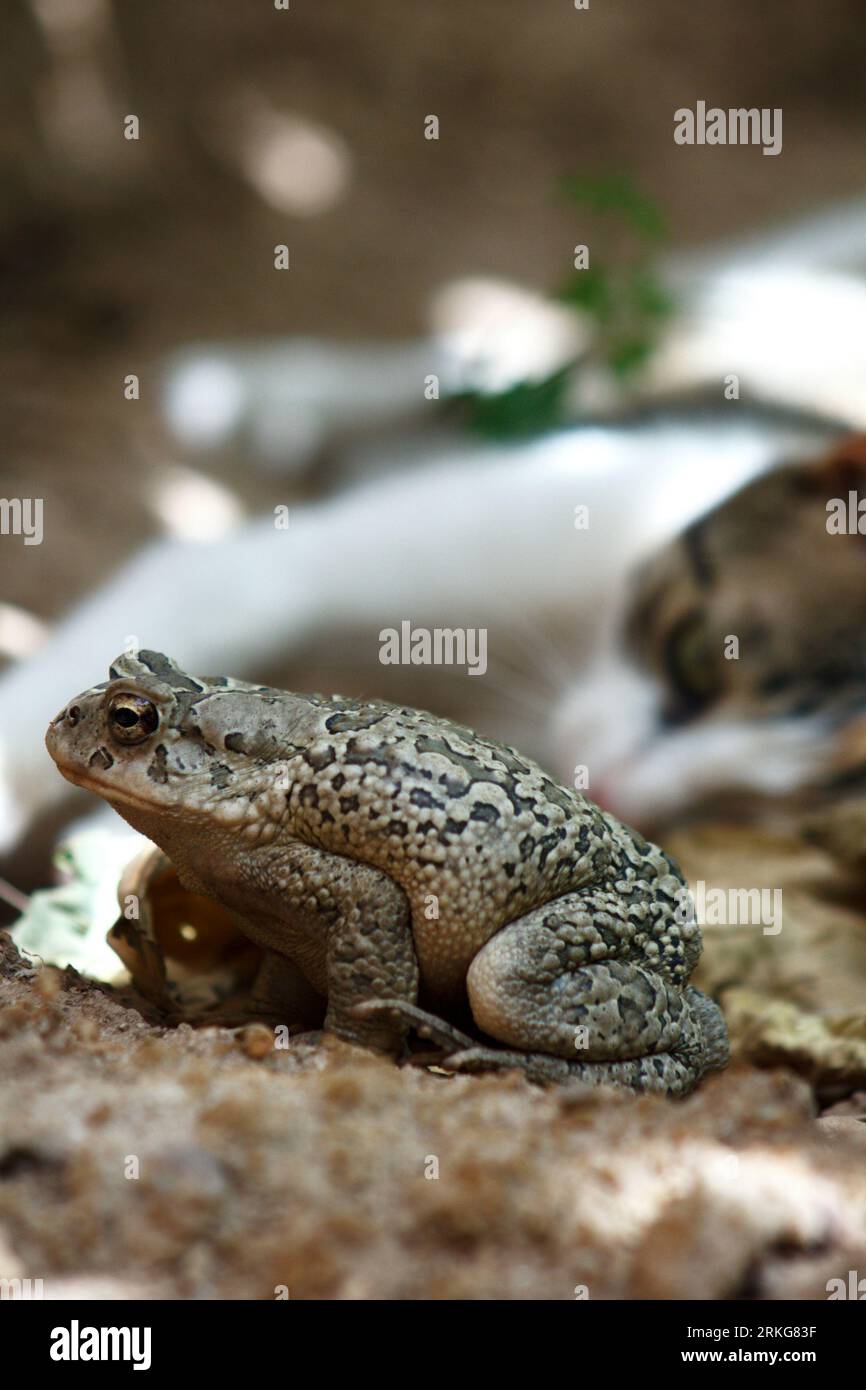 Berber toad hi-res stock photography and images - Alamy