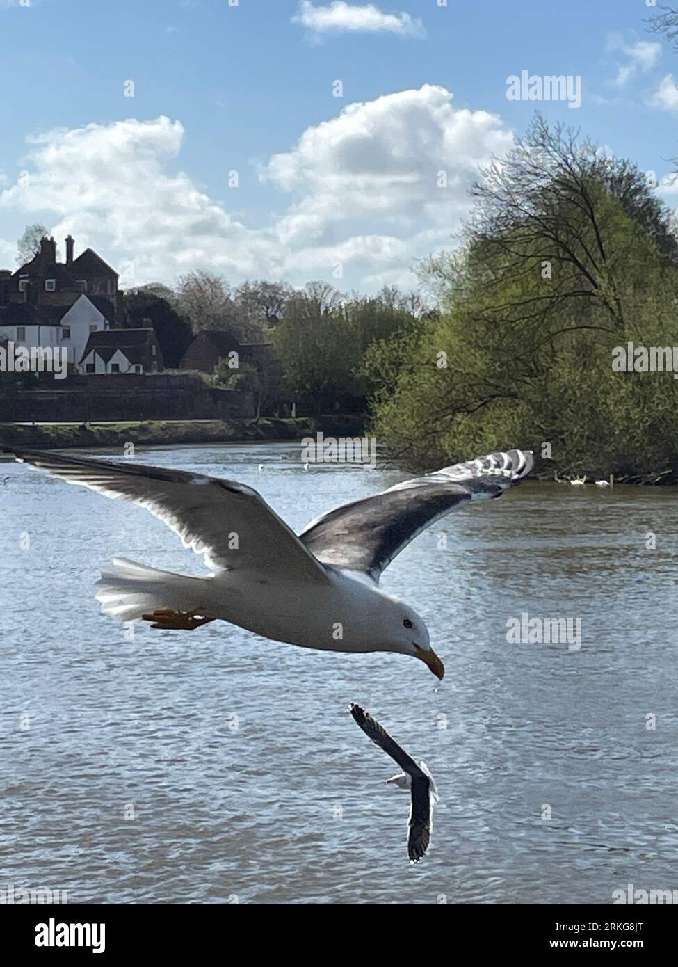 A White seagull in midflight, its feet skimming the surface of a body ...