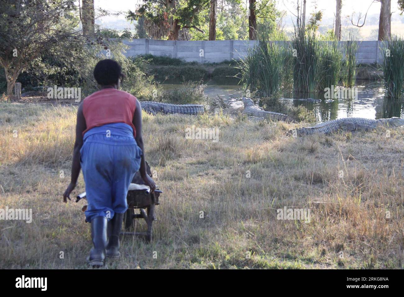 Krokodil farm hi-res stock photography and images - Alamy