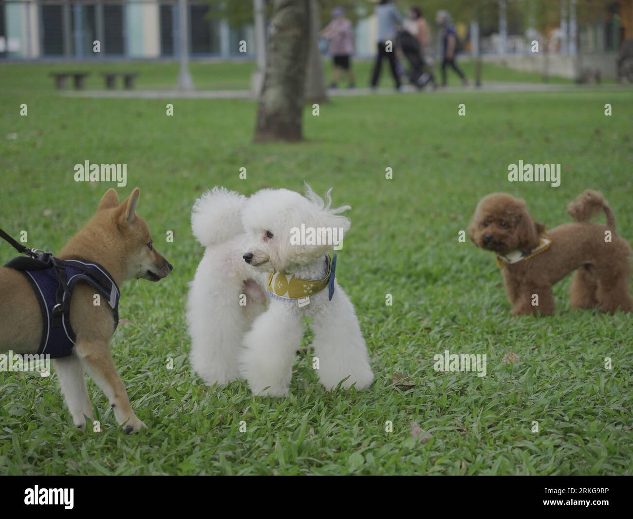 Two adorable small dogs playing together in the outdoors with a toy in ...