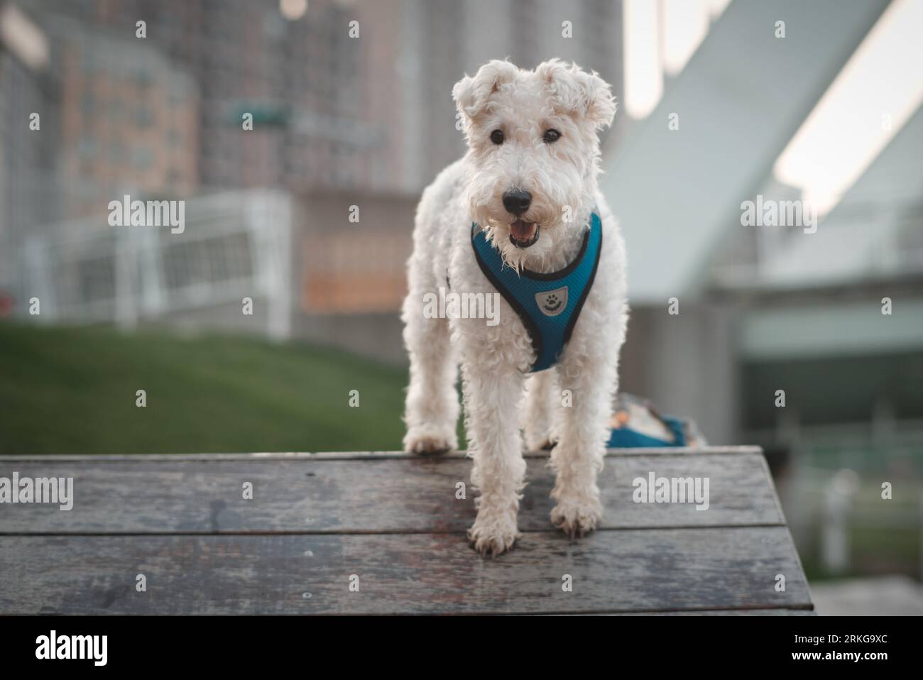An adorable white pup stands perched atop a park bench, looking out ...
