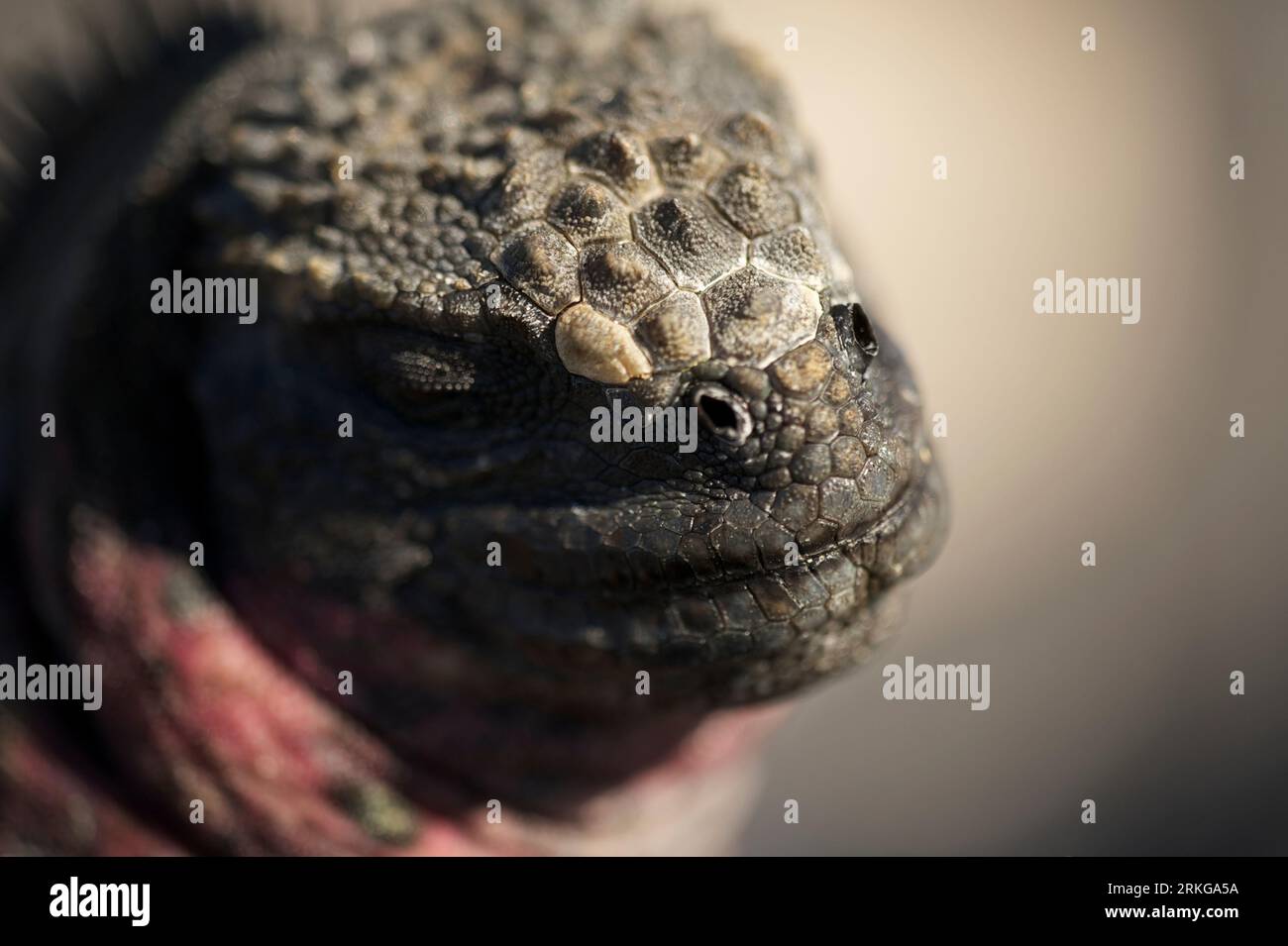 detail of the face of an iguana Stock Photo - Alamy