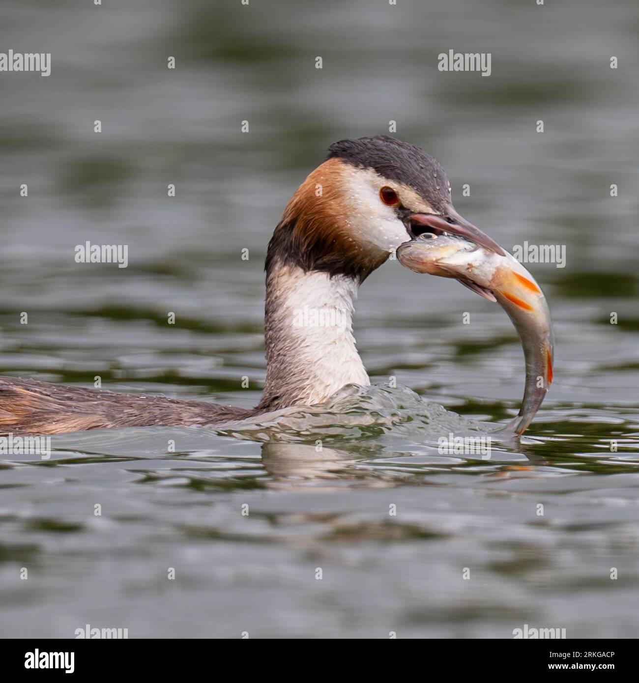 Great Crested Grebe bringing a large fish to his grown-up chicks at ...