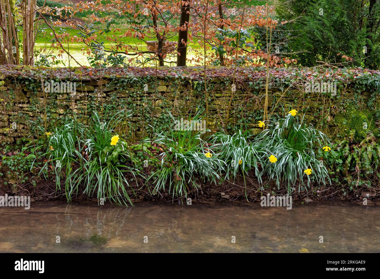 Daffodil flowers along the Bybrook River in Spring in Castle Combe ...