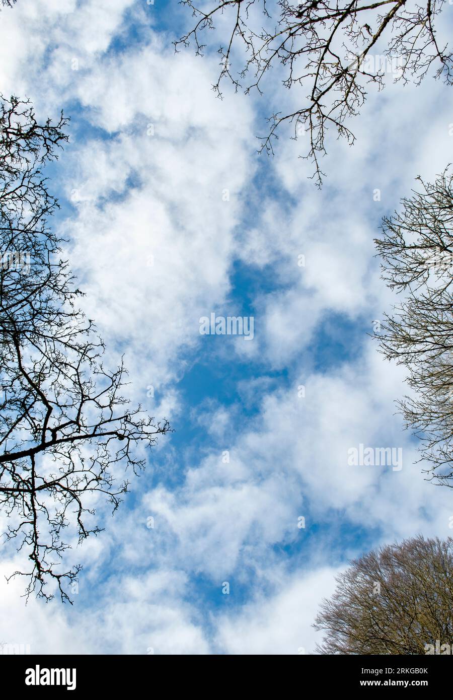 Looking up through tops of trees at blue sky with white clouds Stock ...