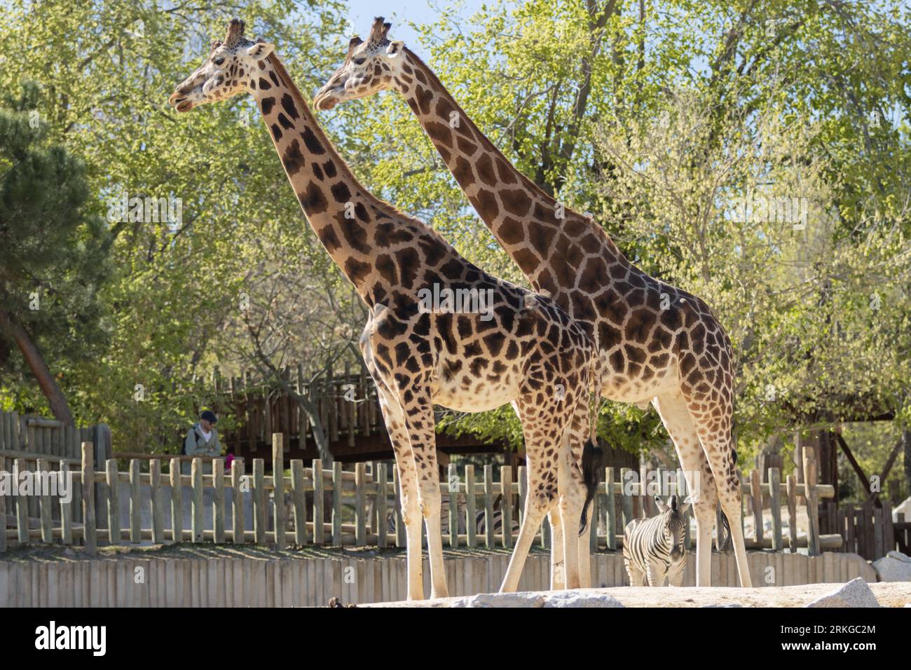 Two giraffes in their natural habitat standing in an enclosure at the ...