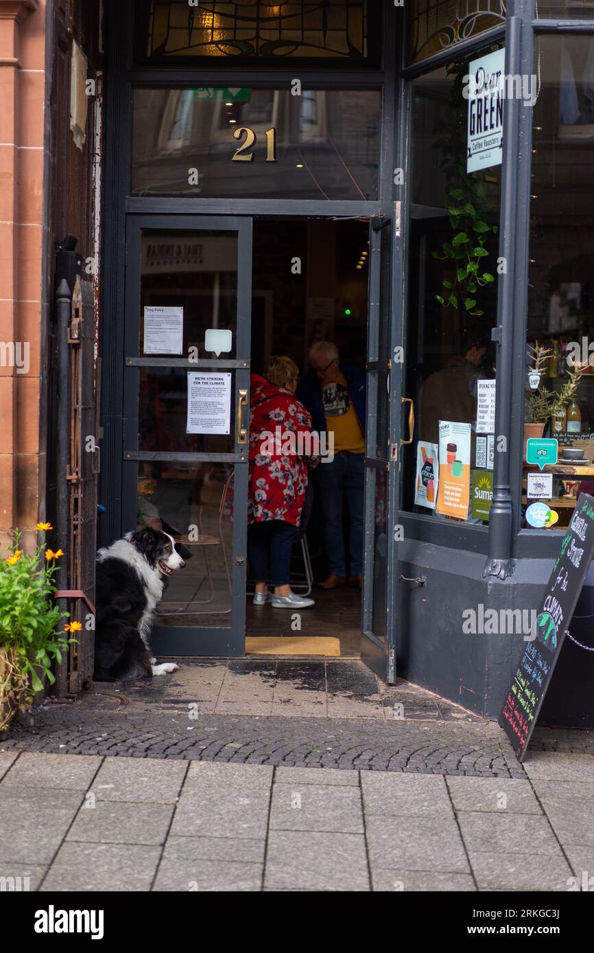 A welcoming cafe storefront with a friendly dog standing outside the ...