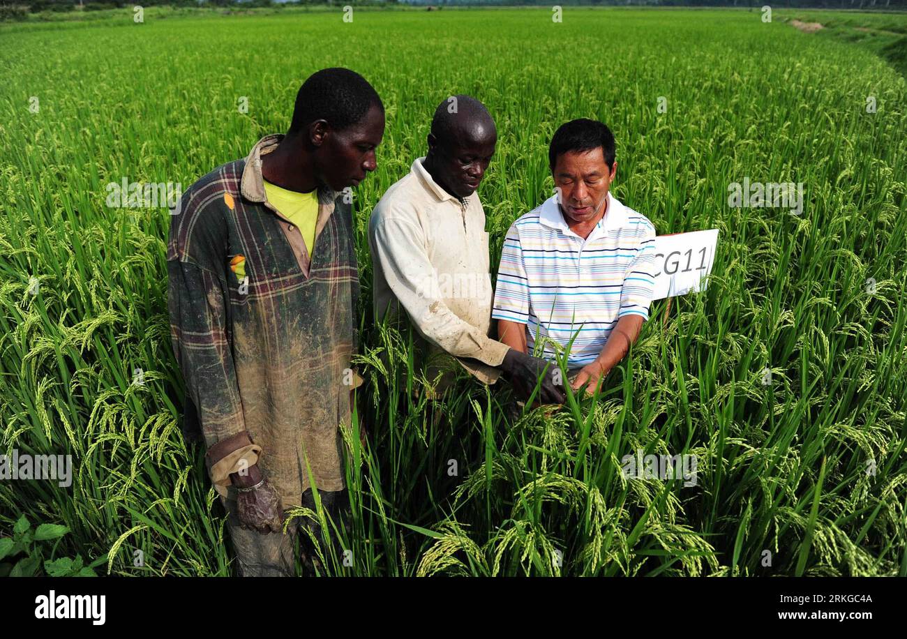 Rice breed hi-res stock photography and images - Alamy