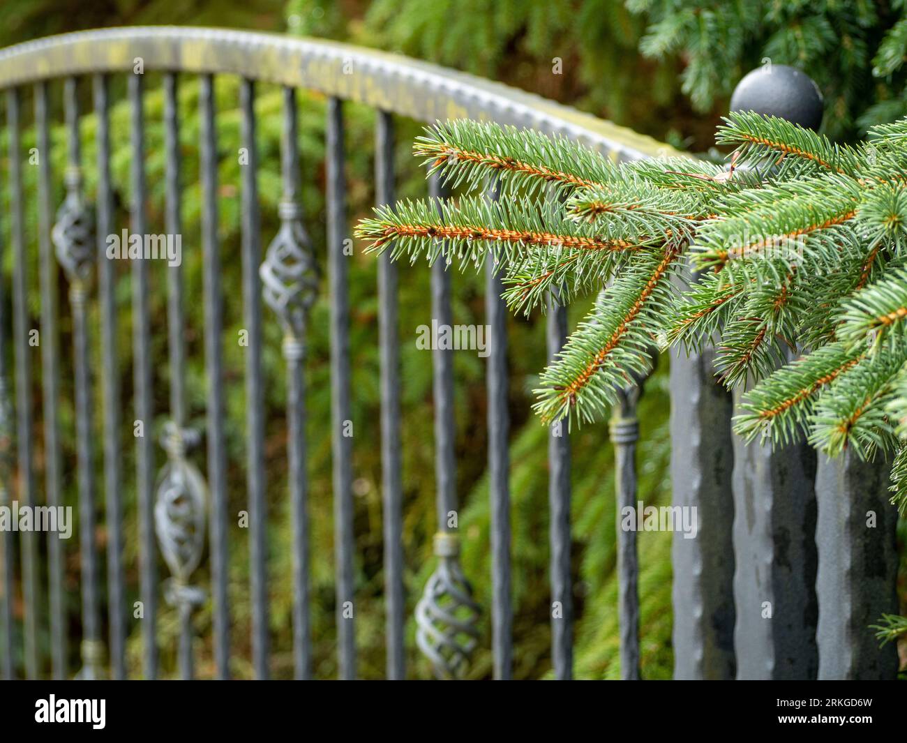 A majestic tree branch arches over a vintage black iron bridge ...