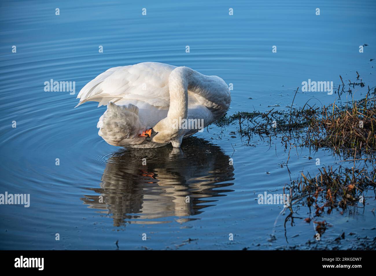 A majestic swan swimming gracefully in a tranquil pool of water ...