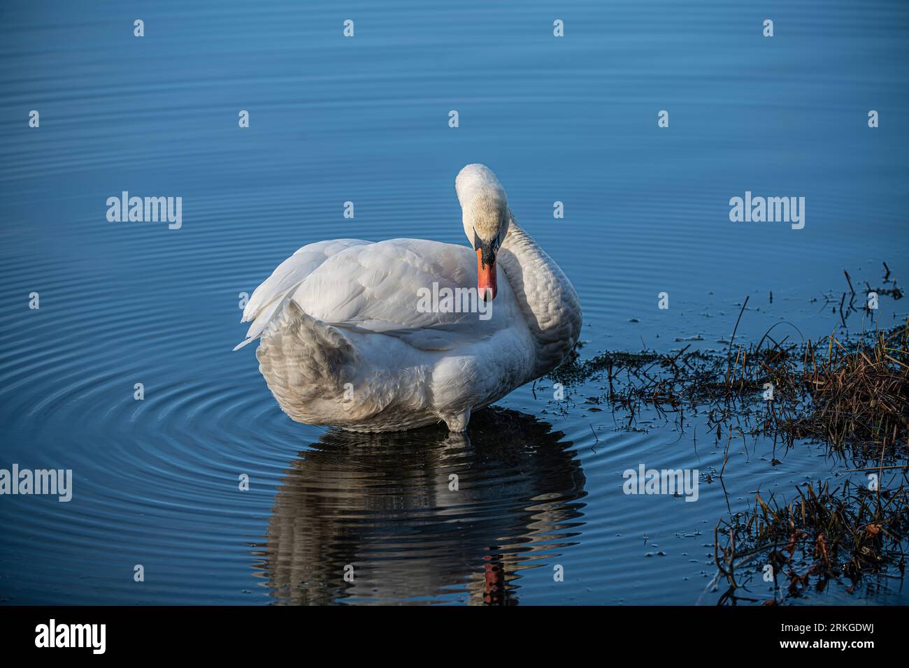 A majestic swan swimming gracefully in a tranquil pool of water ...