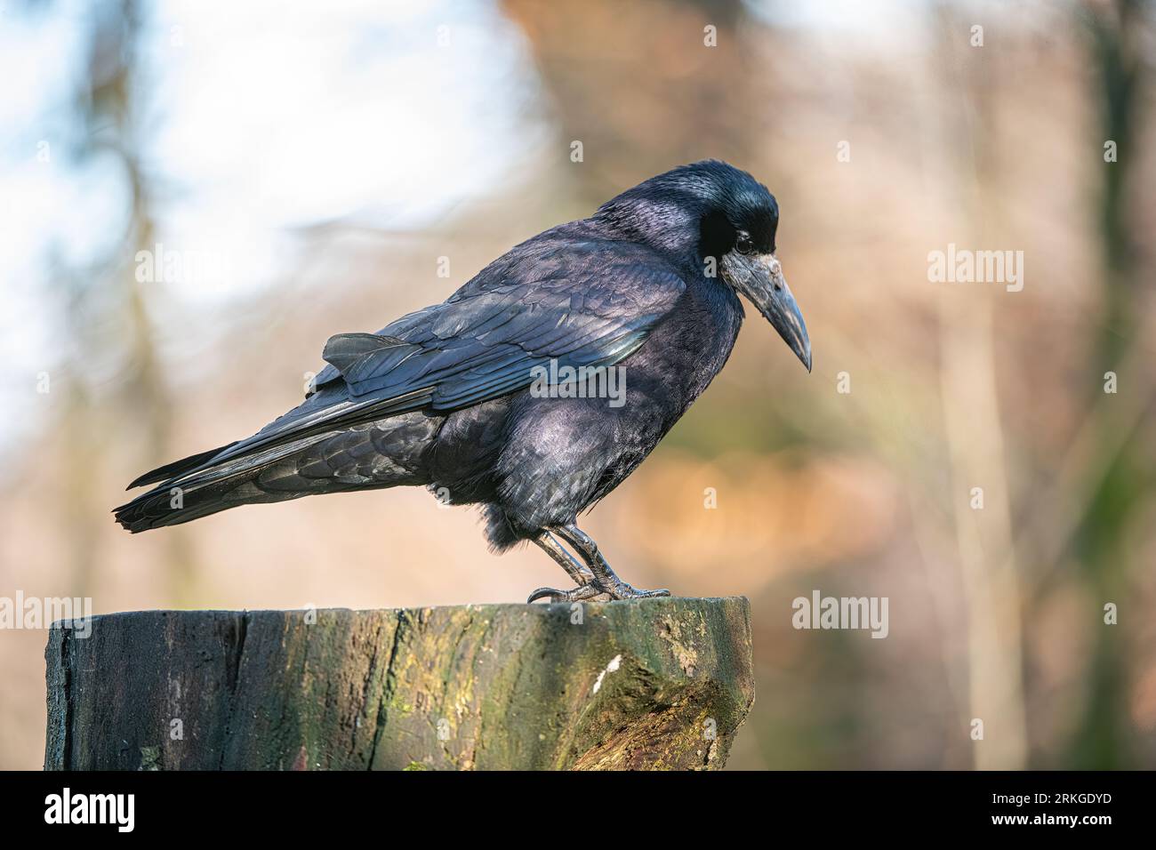 A black crow perched atop a wooden post, looking out into the distance ...