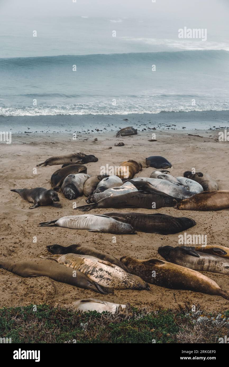 A large group of seals lounging on the shoreline of a sandy beach near ...