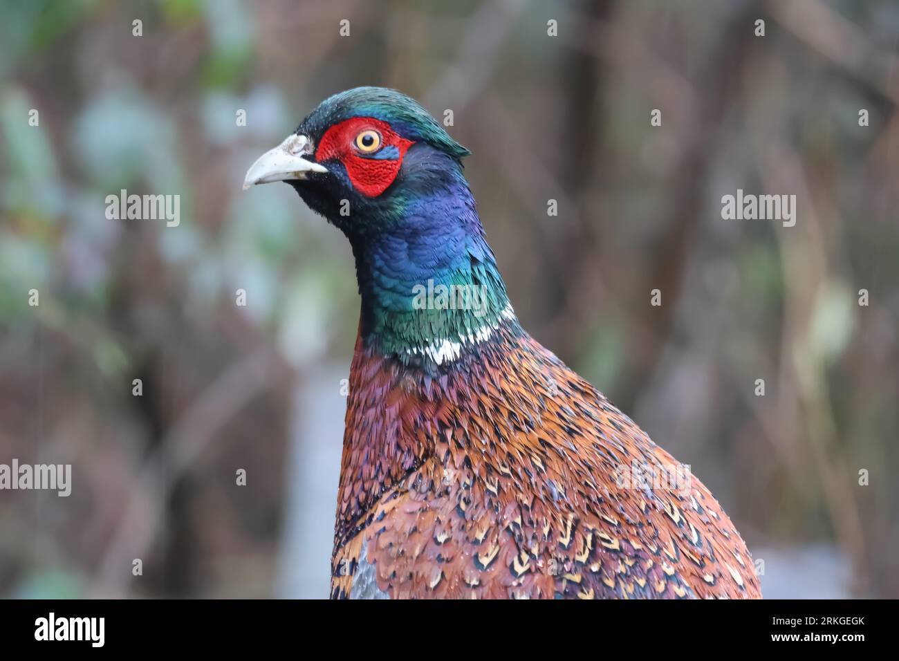 Pheasant in a tree hi-res stock photography and images - Alamy