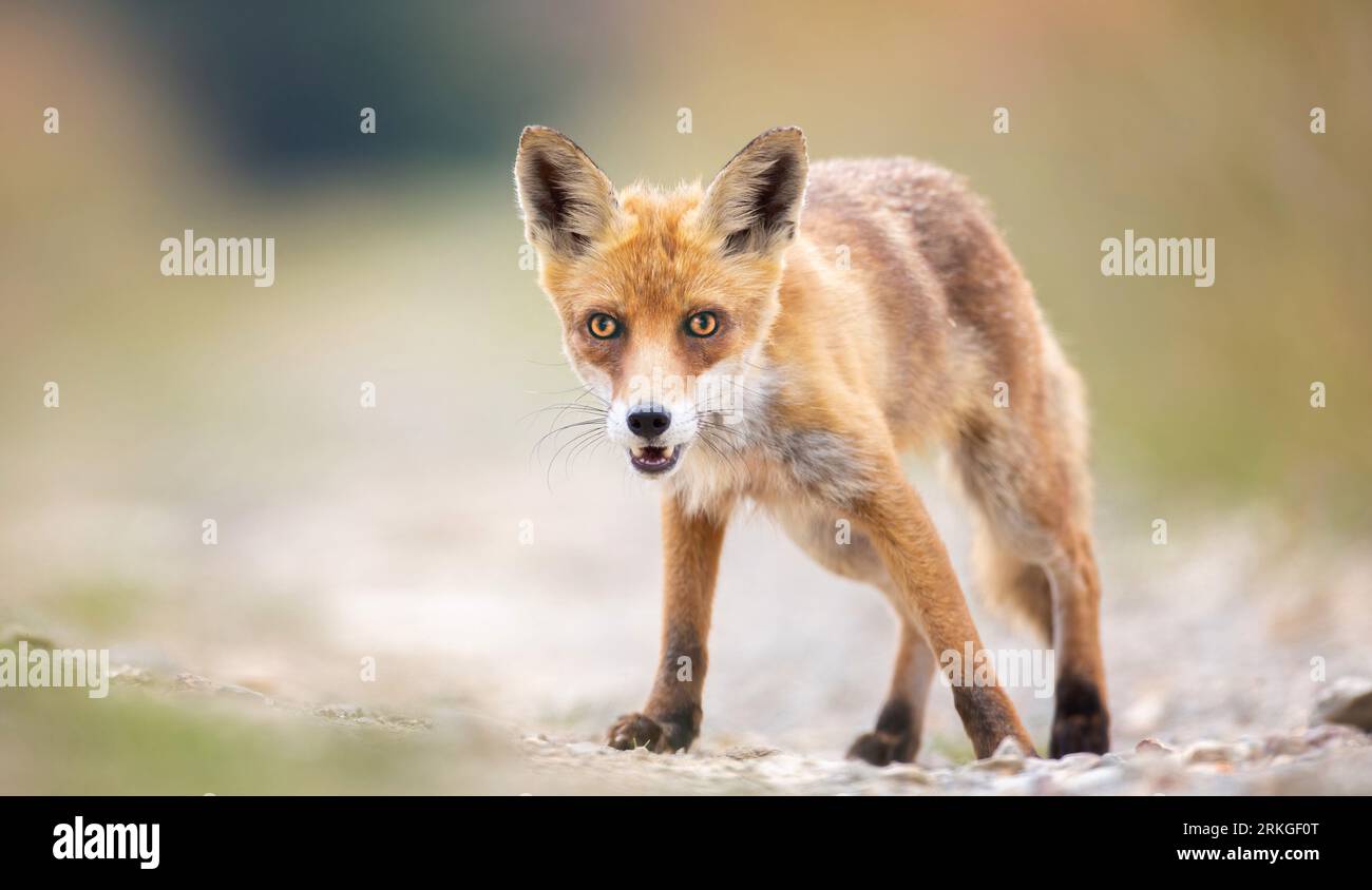 Cute fox Vulpes a fox follows a path in the sun after his catch, the ...