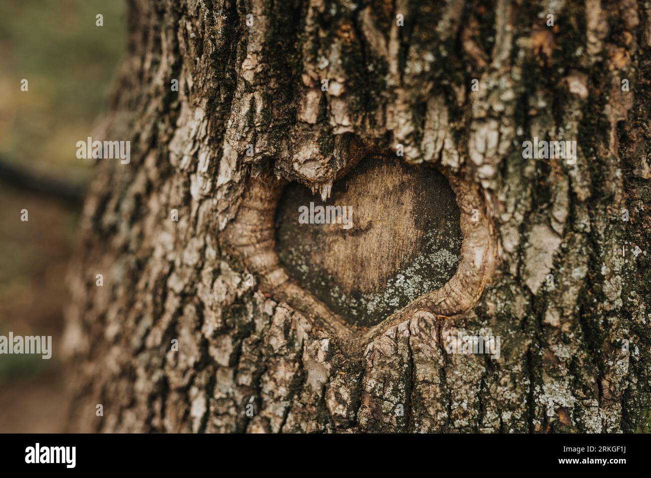 A close-up of a tree, featuring a heart-shaped section of bark cut out ...