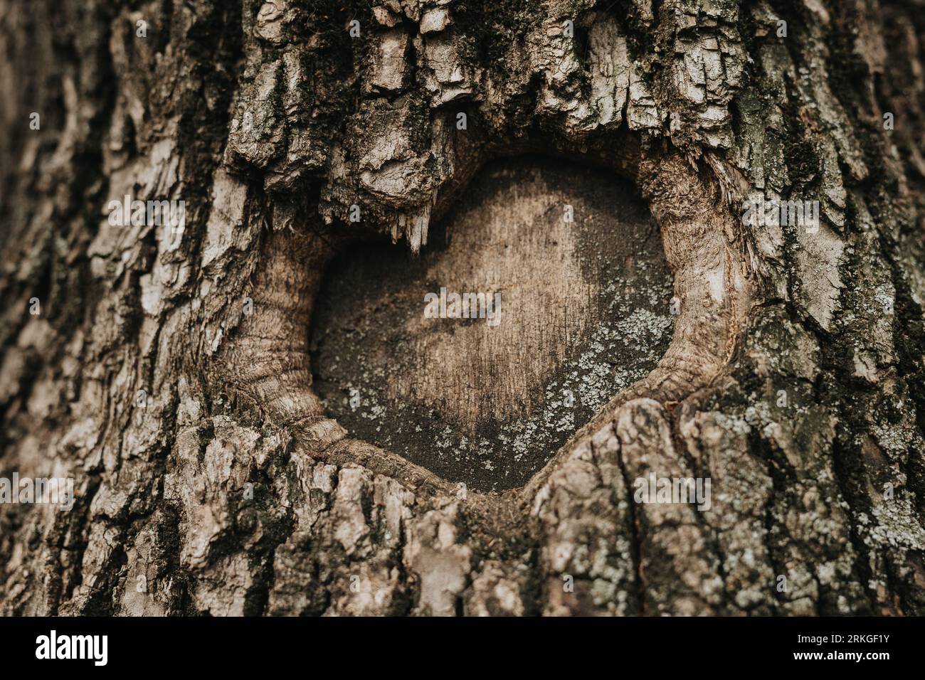 A close-up of a tree, featuring a heart-shaped section of bark cut out ...