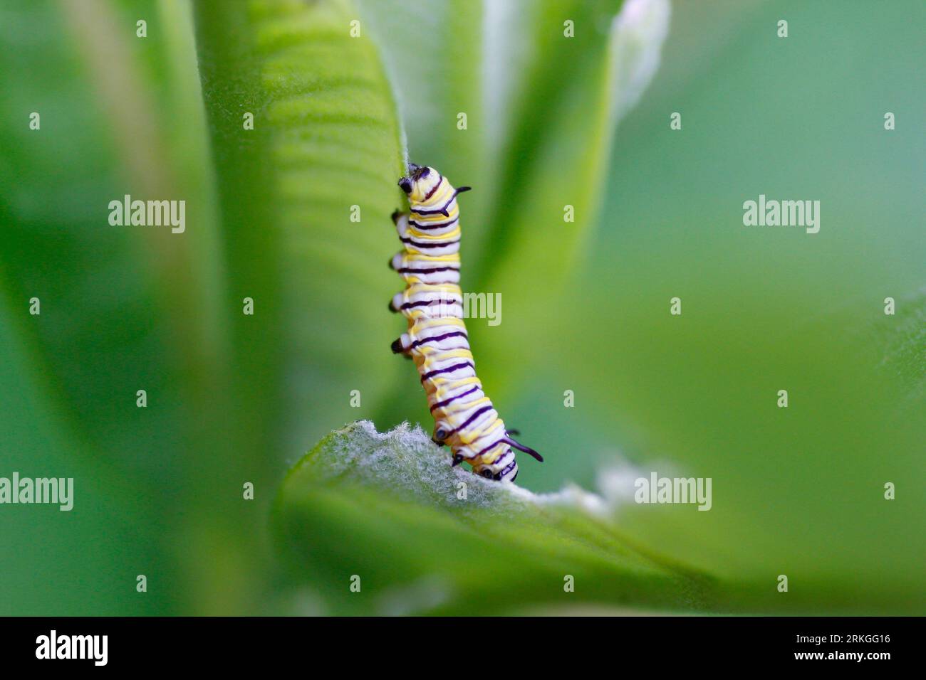 A newly hatched caterpillar beetle is seen emerging from its egg, ready ...