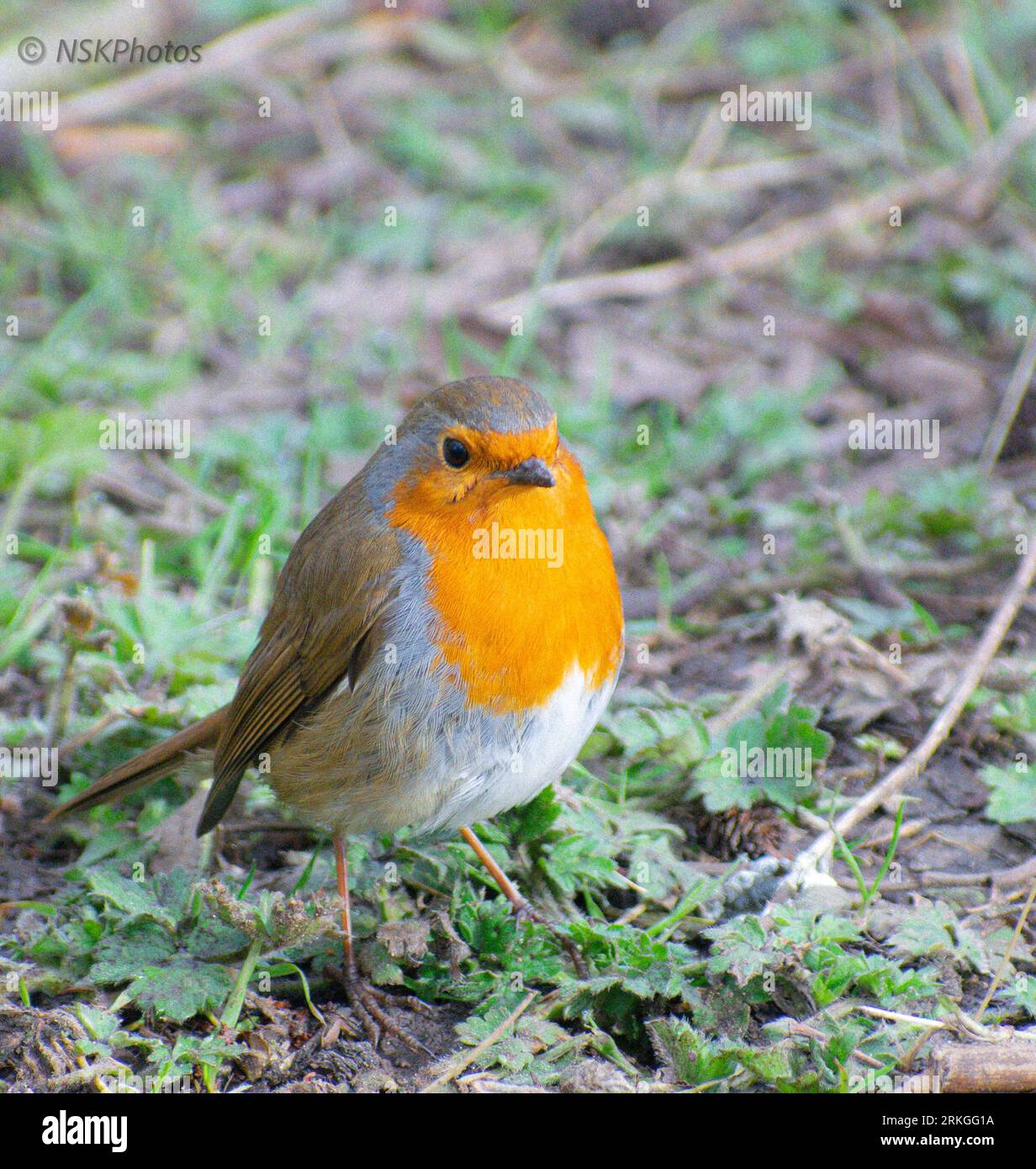 Victoria park east belfast hi-res stock photography and images - Alamy
