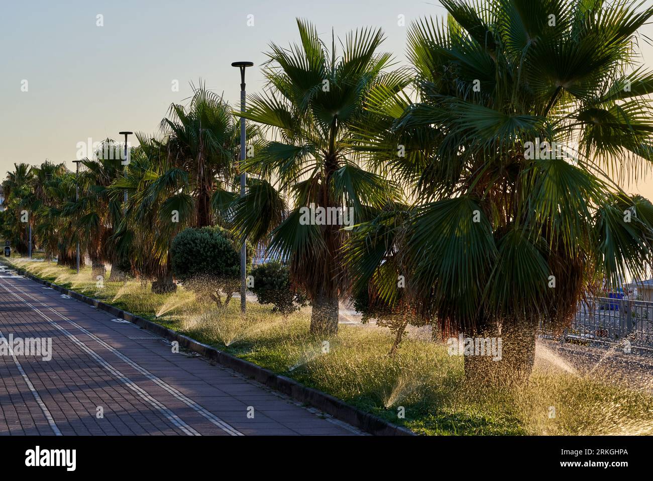 A pathway lined with palm trees at waterfront of Montepaone Lido ...