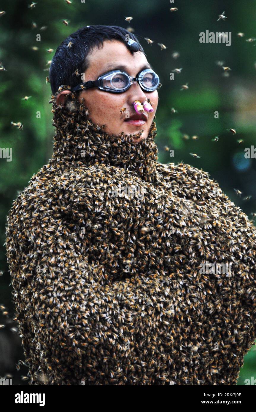 Bees bearding hi-res stock photography and images - Alamy
