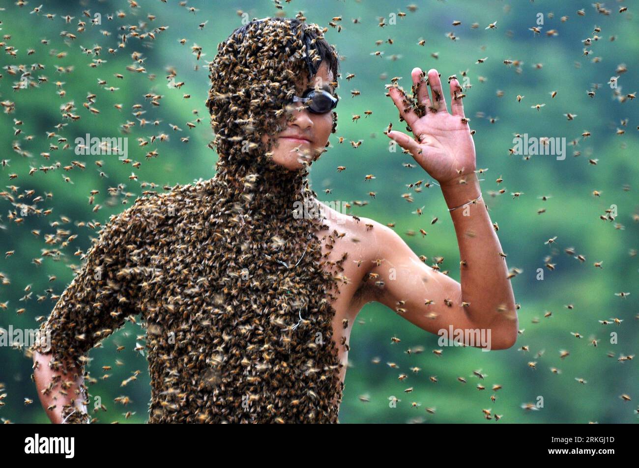 Bees bearding hi-res stock photography and images - Alamy