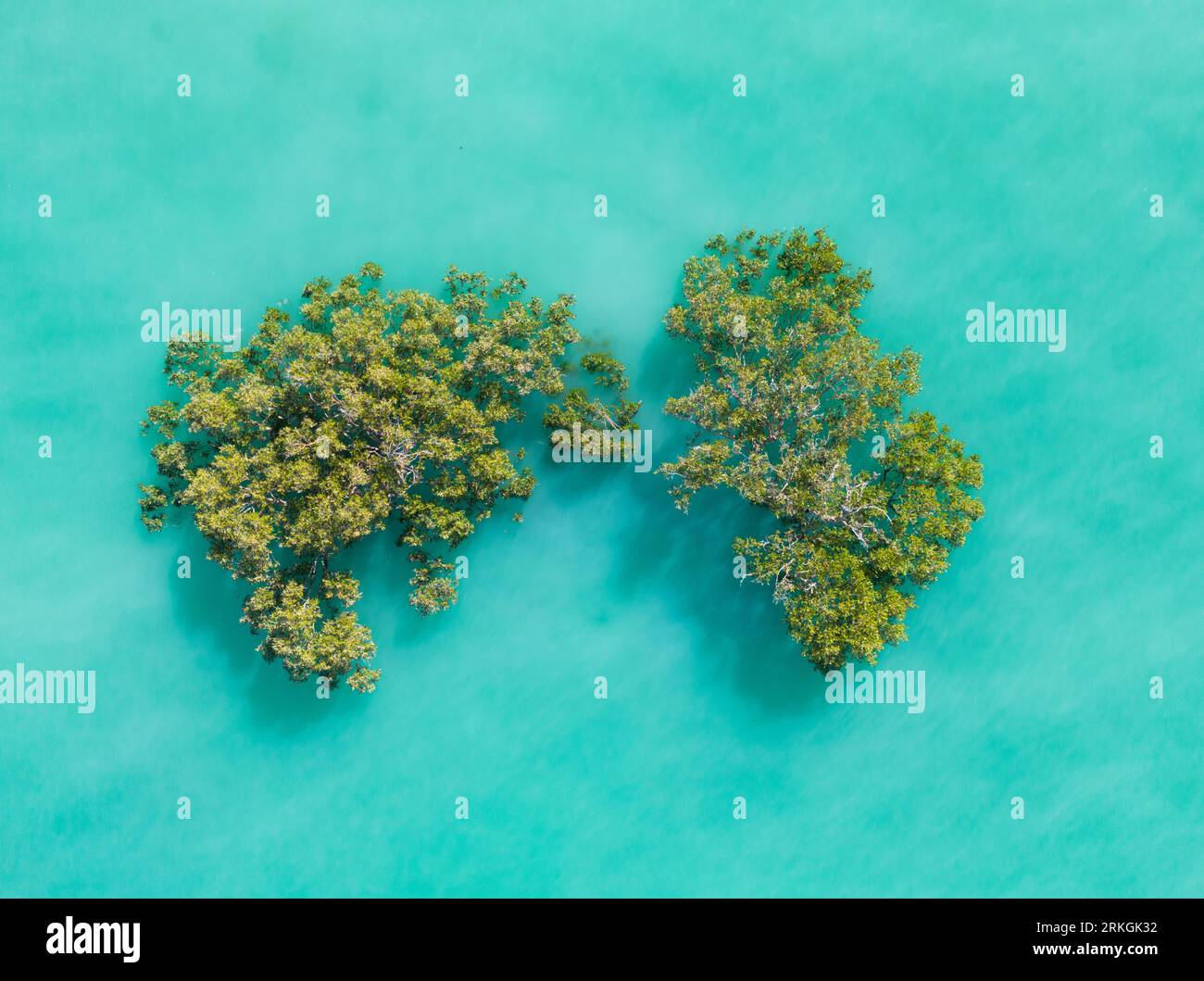 Mangrove western indian ocean hi-res stock photography and images - Alamy