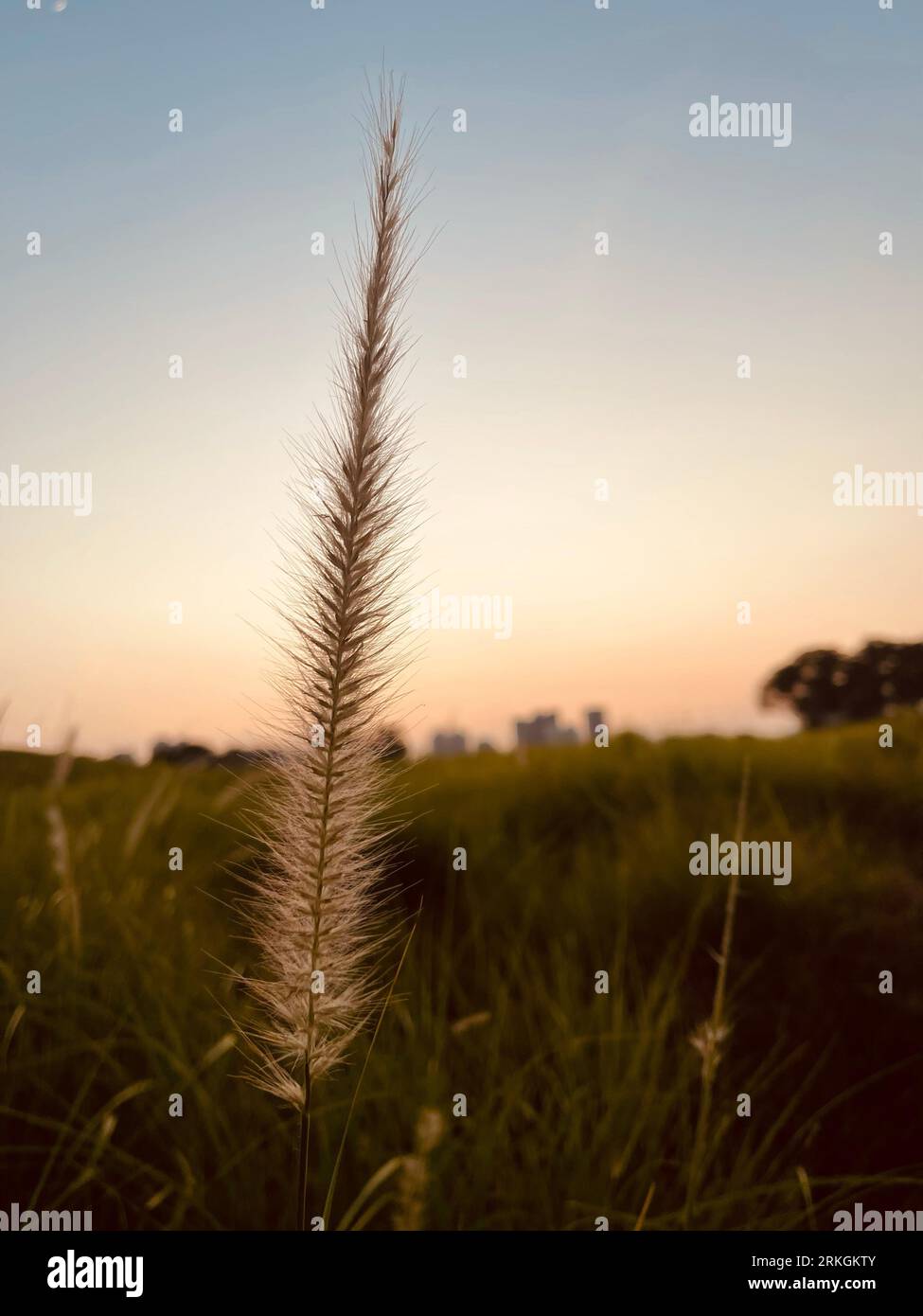 A single, tall grass stalk stands among a lush field of green grass ...