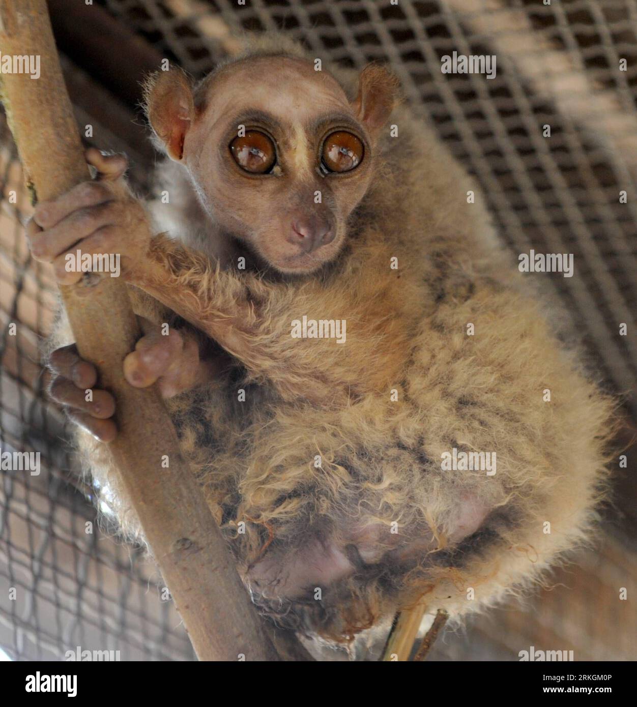 Zoo field people hi-res stock photography and images - Alamy