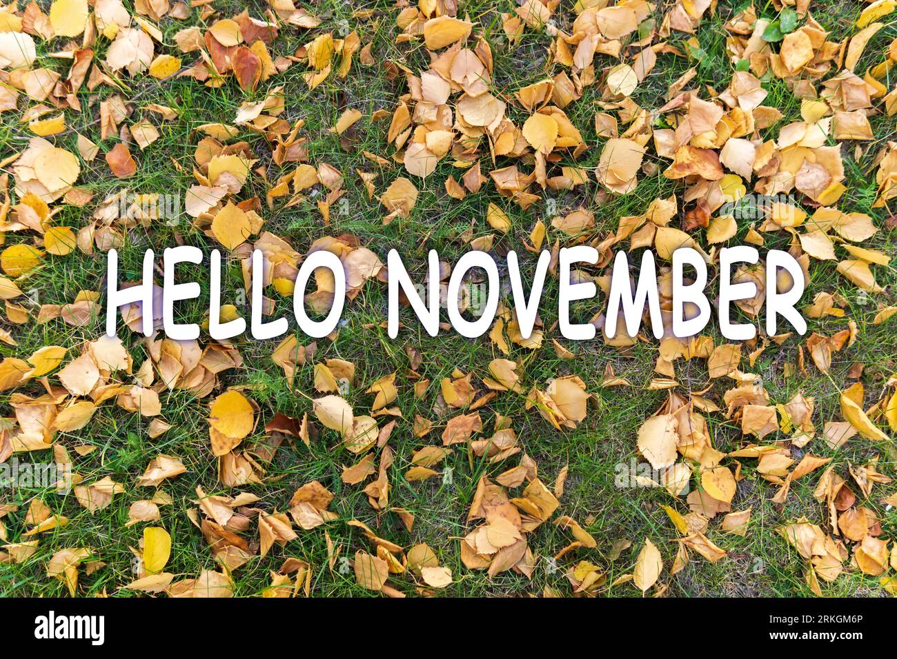 Nature background with lettering Hello November. Yellow fallen leaves ...