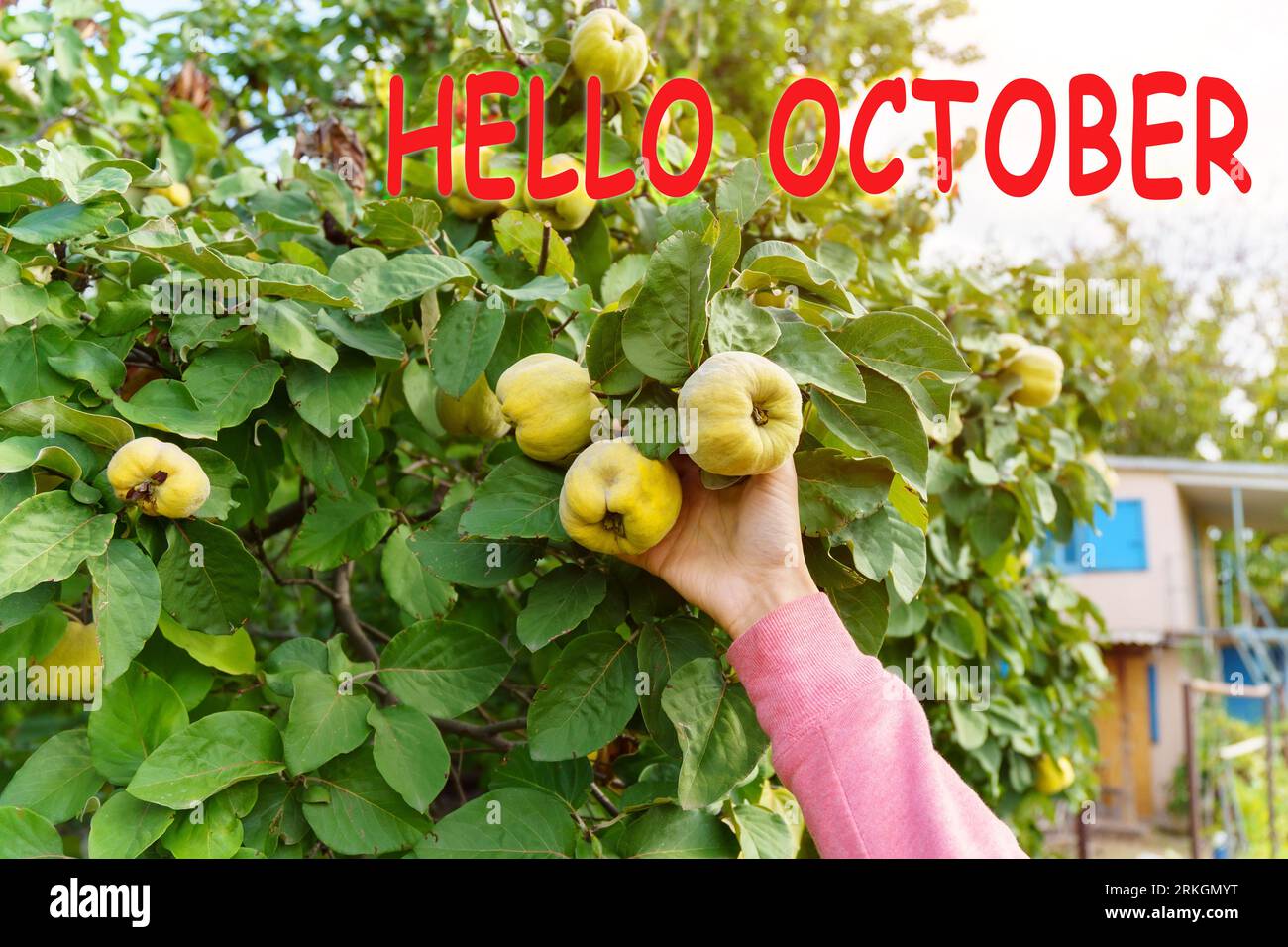 Hello October. Autumn concept. Quince fruits grow on a quince tree with ...