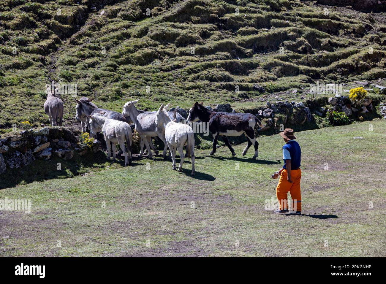 local farmer herding donkeys through dry stone wall, Carhacocha, Hauyhuash hiking circuit, Peru ...