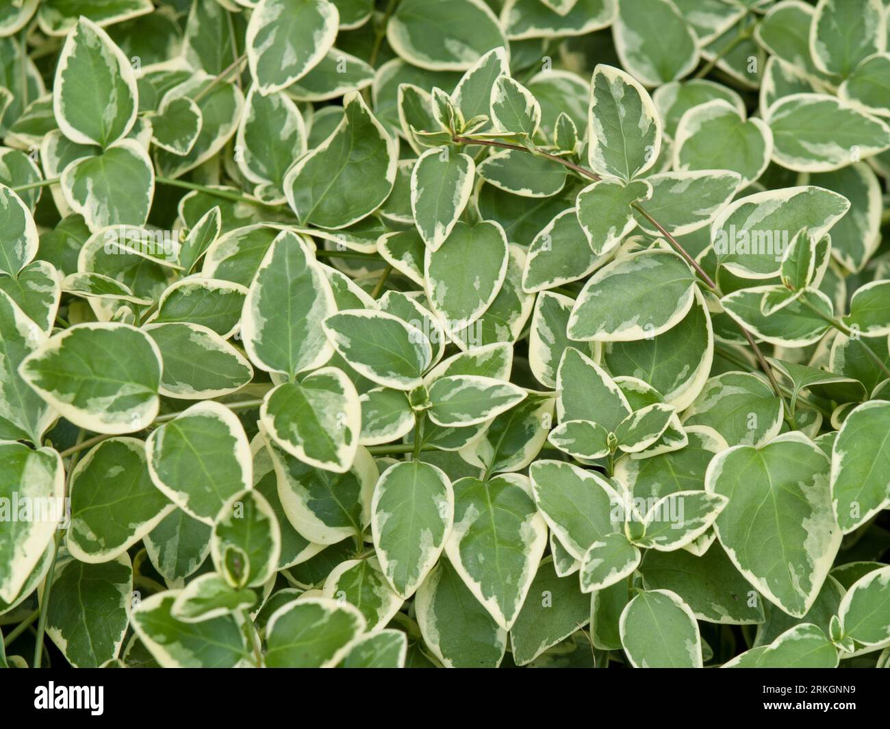 A high-level shot of lush green Heder colchica under the natural light ...