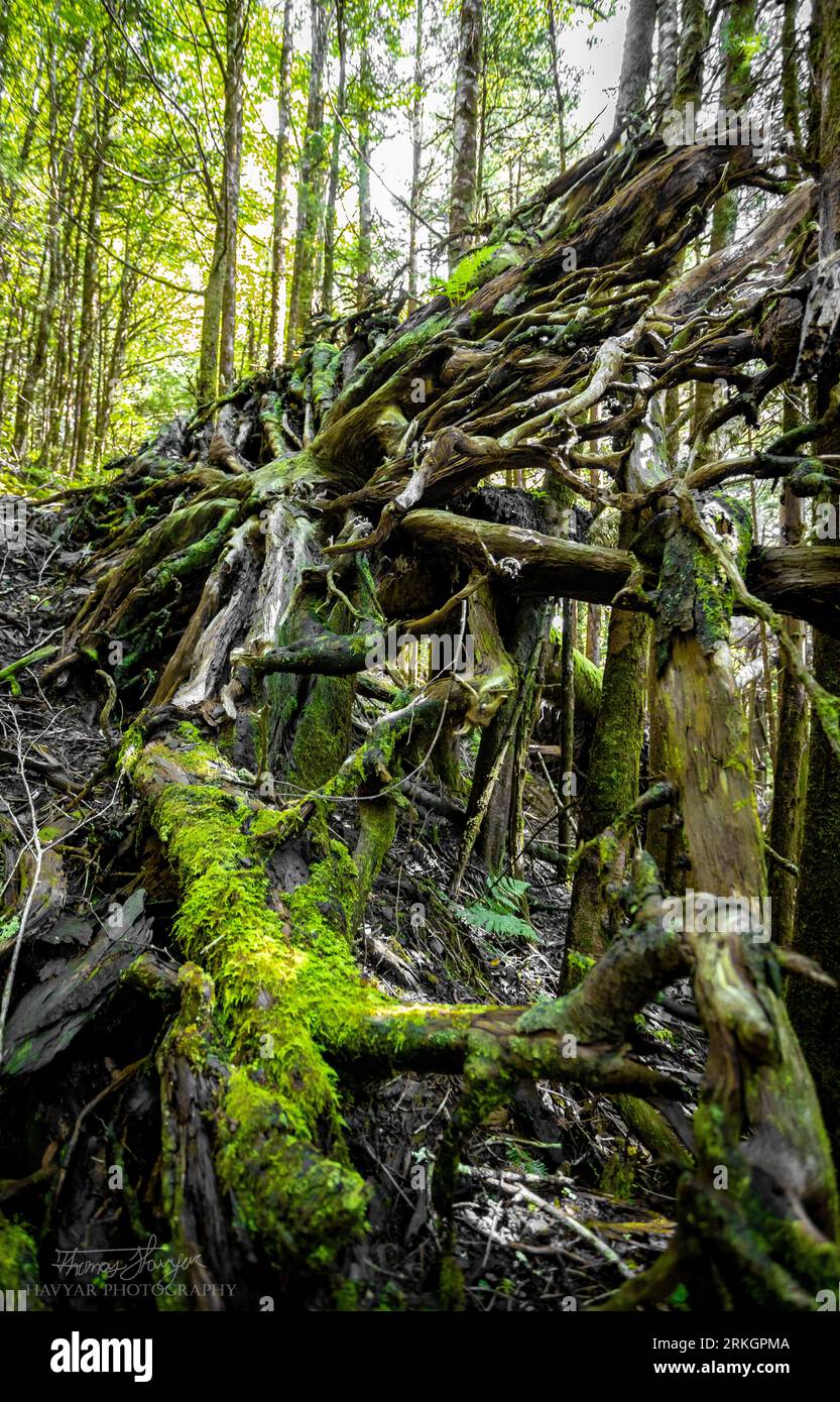 An idyllic woodland scene featuring structured tree branches Stock ...