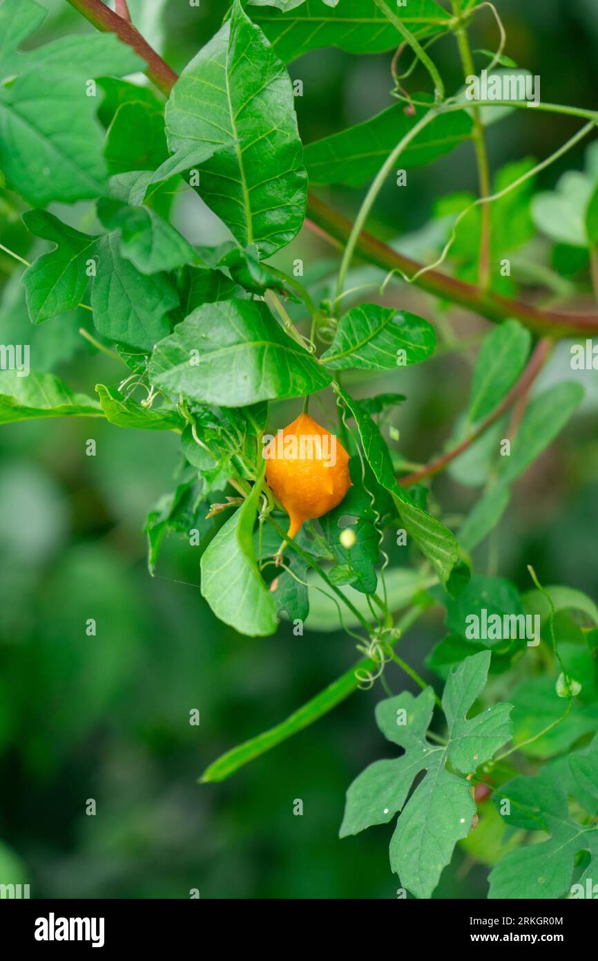 Melon ripening on leaves hi-res stock photography and images - Alamy