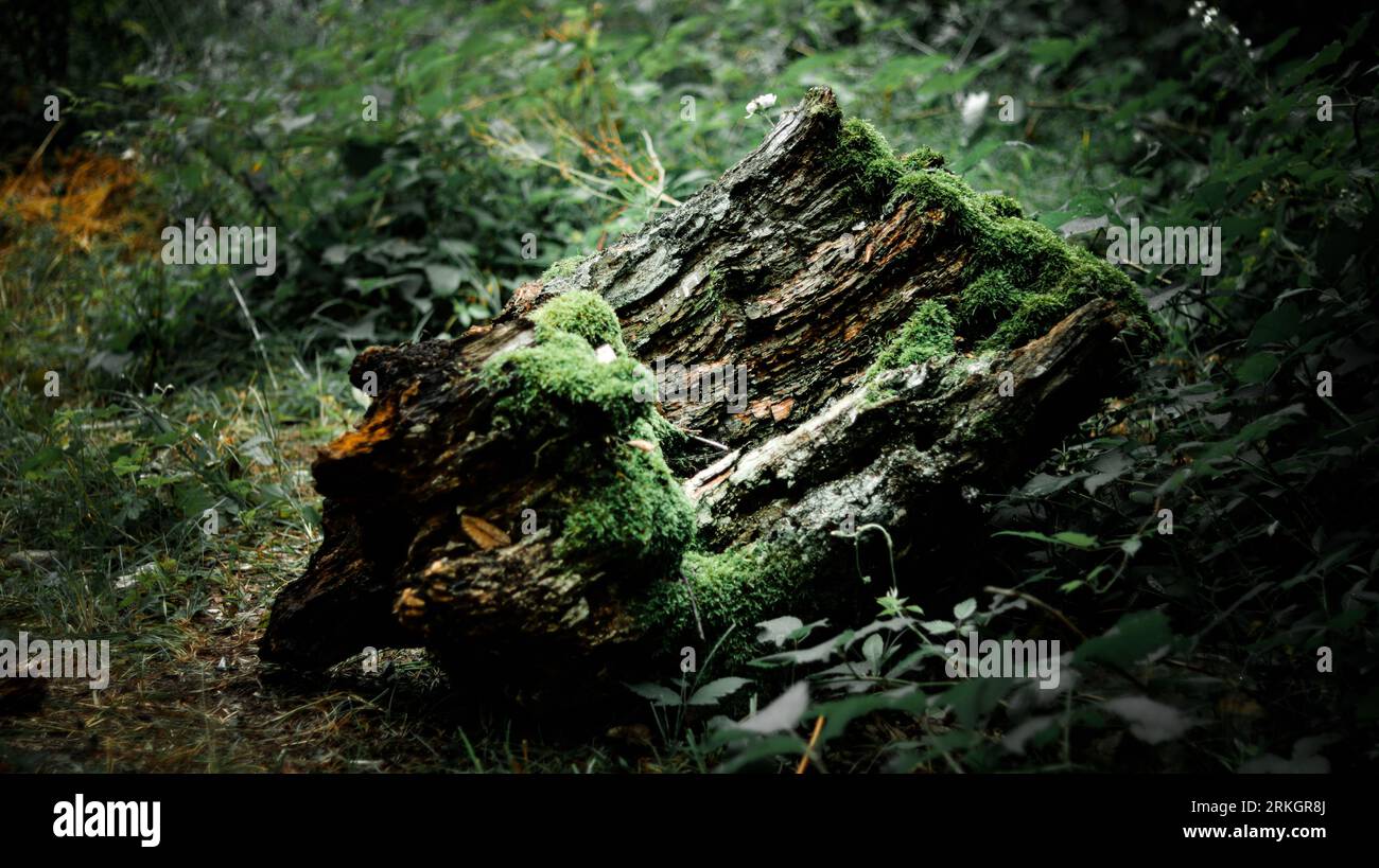 A wooden log in a lush forest, covered with a blanket of soft green ...