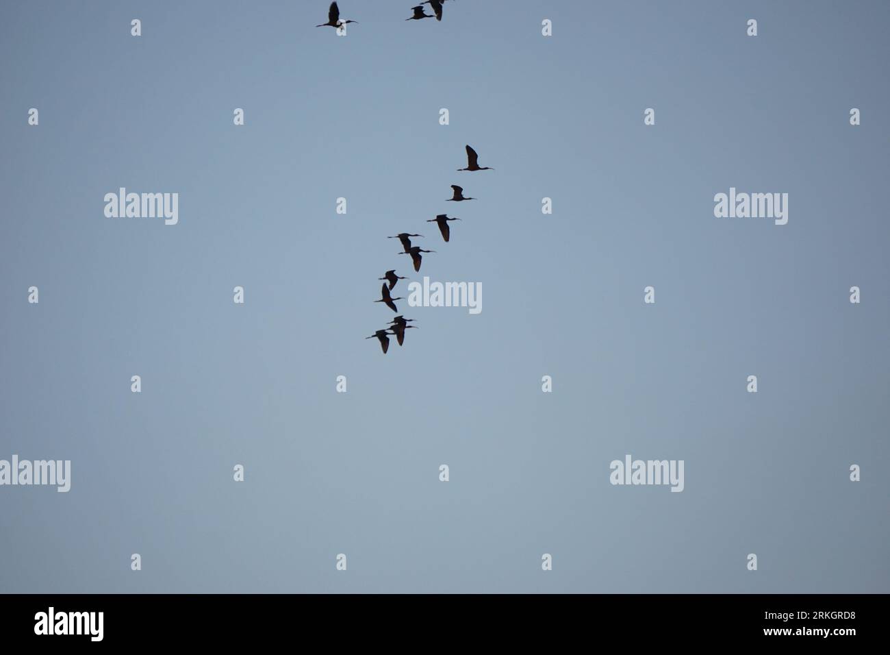 Nile birds hi-res stock photography and images - Alamy