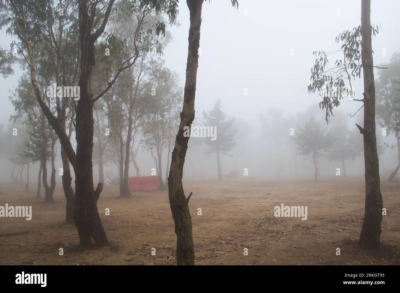 A scenic view of a forest on a foggy day in Al Namas, Aseer Saudi ...