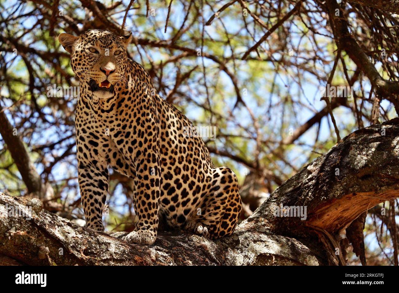 A magnificent leopard perched atop a lush tree, surveying its ...
