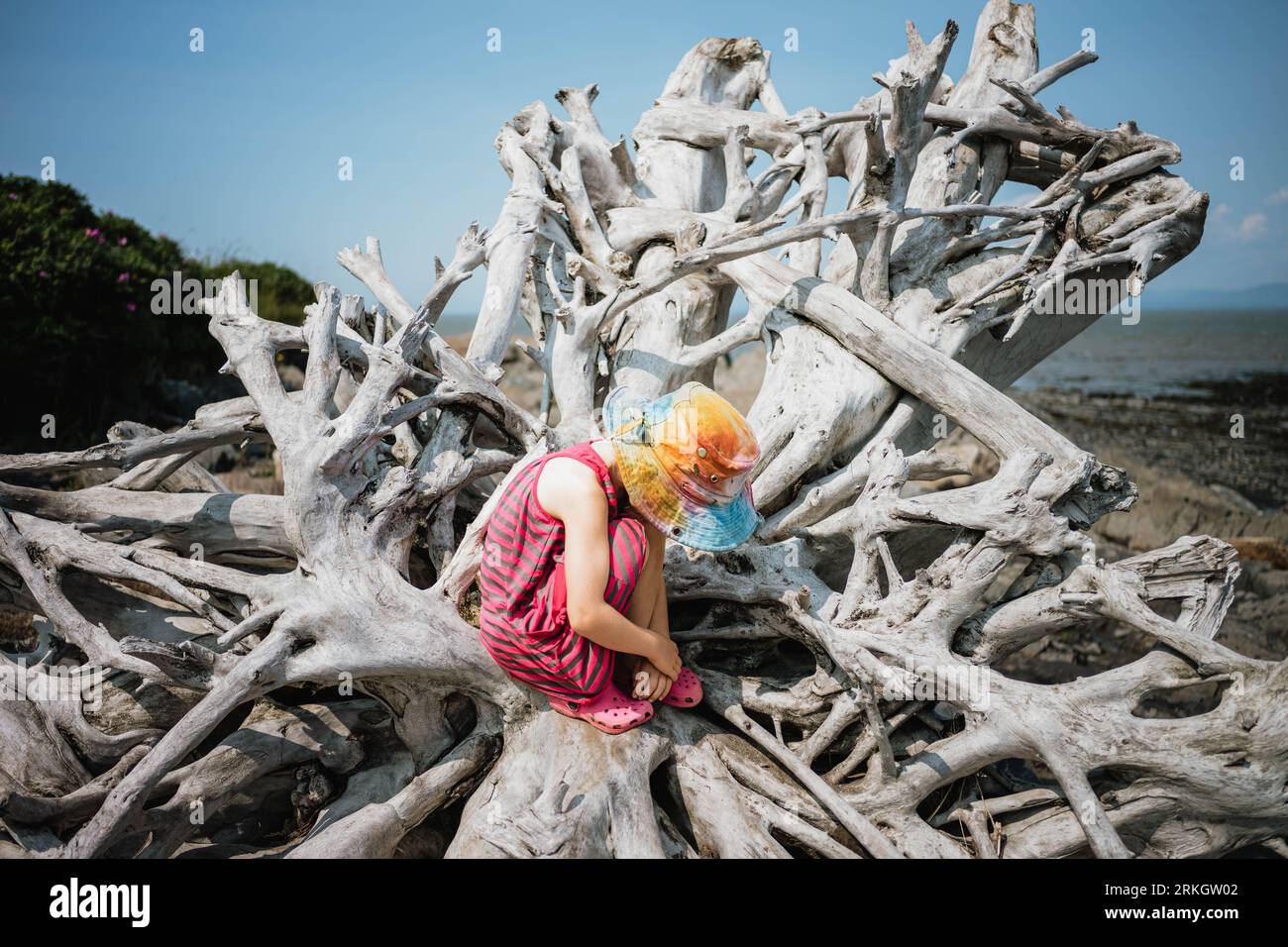 A closeup of A young child crouched on a large upturned and weathered tree root in Canada Stock ...
