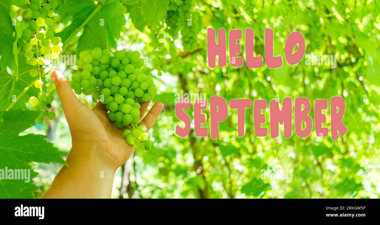 Nature background with lettering Hello September. Grape plantation ...