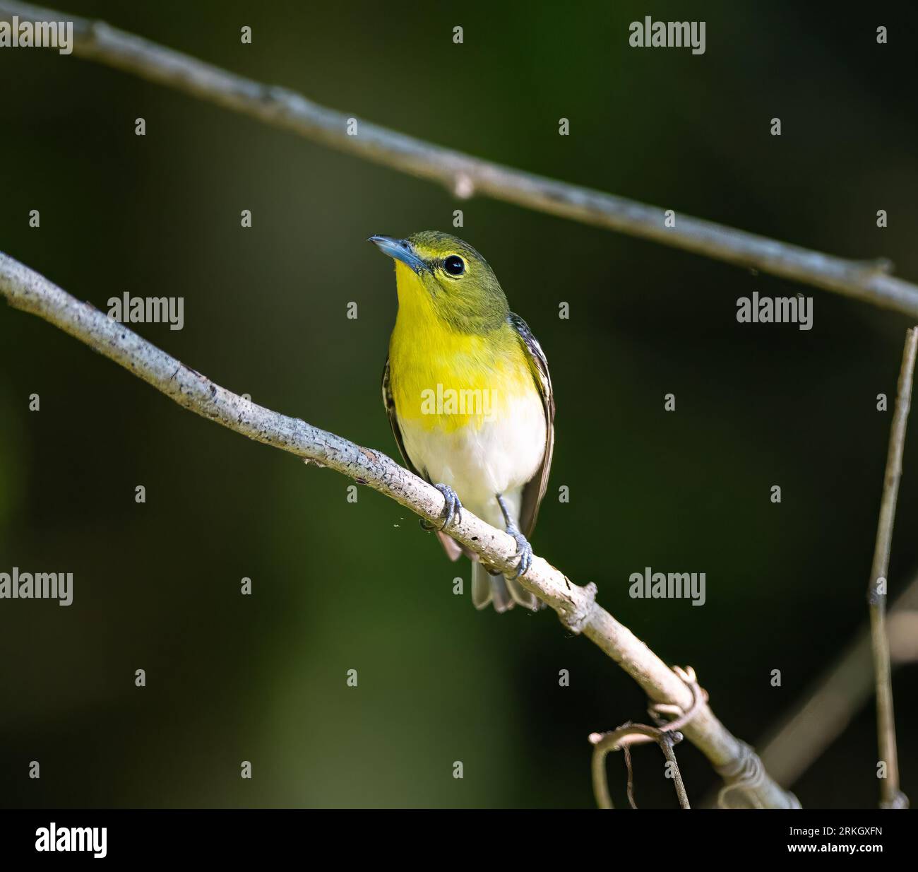 An adorable Yellow-throated vireo perched on a tree branch stares off ...