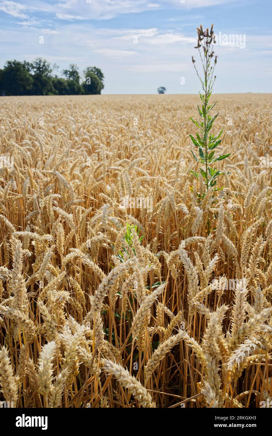 A vertical of a wheat field in the countryside in summer in in Southern ...