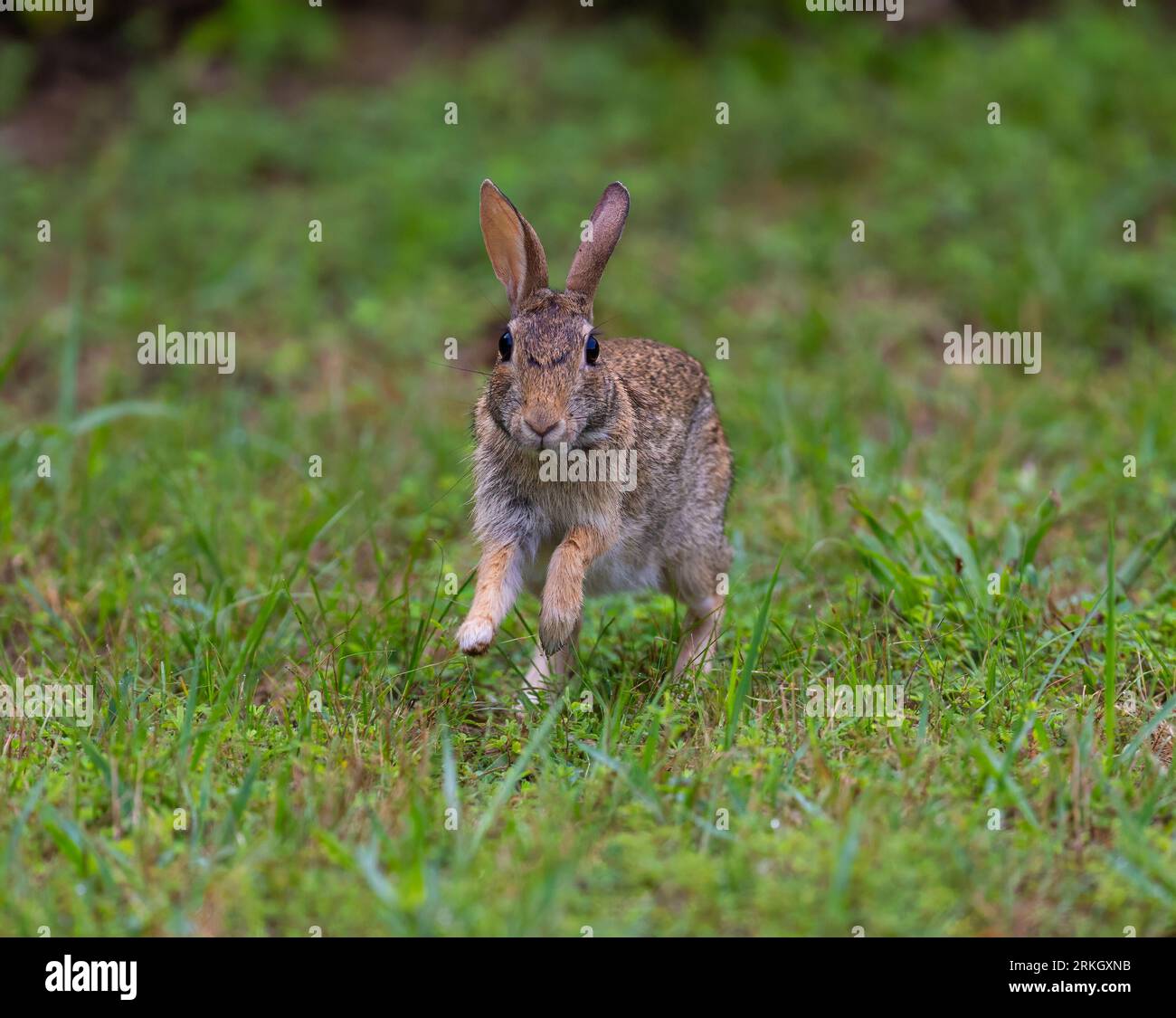 An adorable Burmese hare hopping across a grassy lawn, gazing around in ...